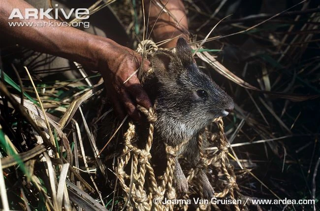 Hispid Hare | Animal Database | Fandom