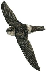 Australian Swiftlet | Animal Database | Fandom