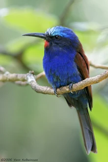 Blue-headed Bee-eater | Animal Database | Fandom