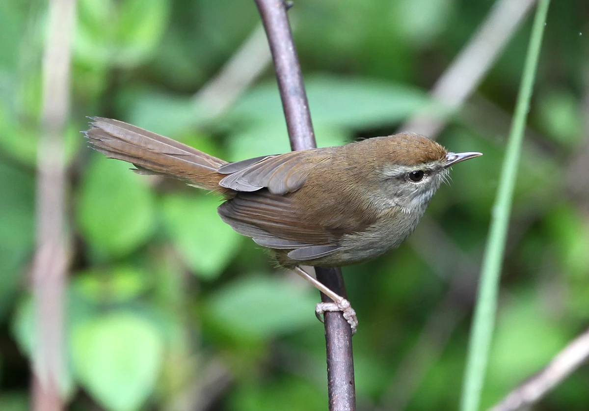 Philippine Bush Warbler | Animal Database | Fandom