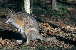Black-striped Wallaby | Animal Database | Fandom