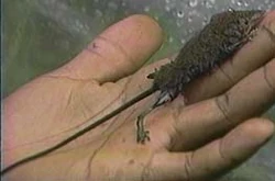 Lesser Long-tailed Shrew Tenrec | Animal Database | Fandom