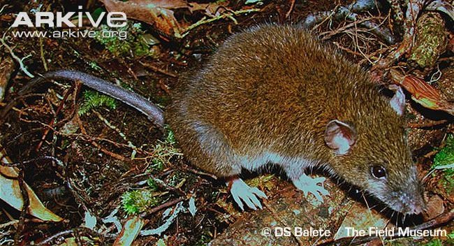 Mindanao Shrew Rat | Animal Database | Fandom