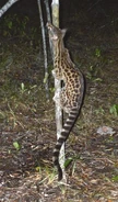 Zanzibar Servaline Genet | Animal Database | Fandom