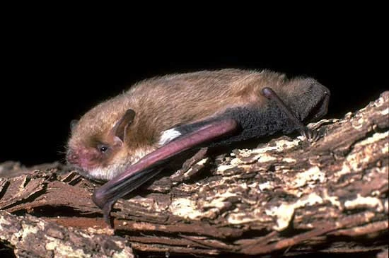 Inland Forest Bat | Animal Database | Fandom