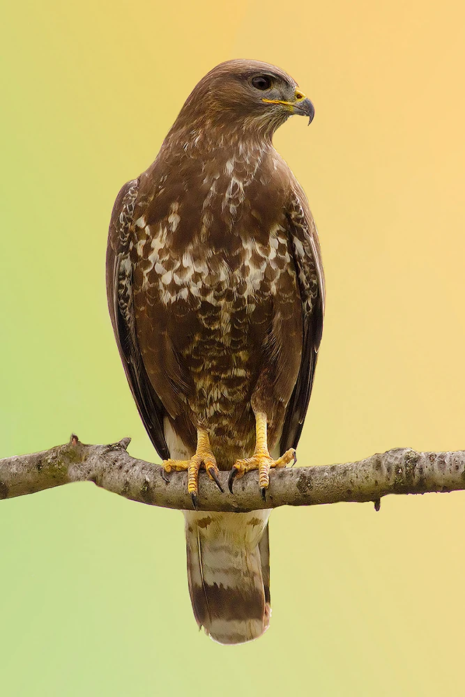 Common Buzzard | Animal Database | Fandom