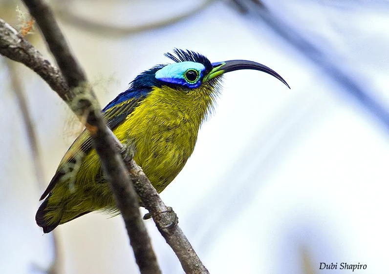 Common Sunbird-asity | Animal Database | Fandom