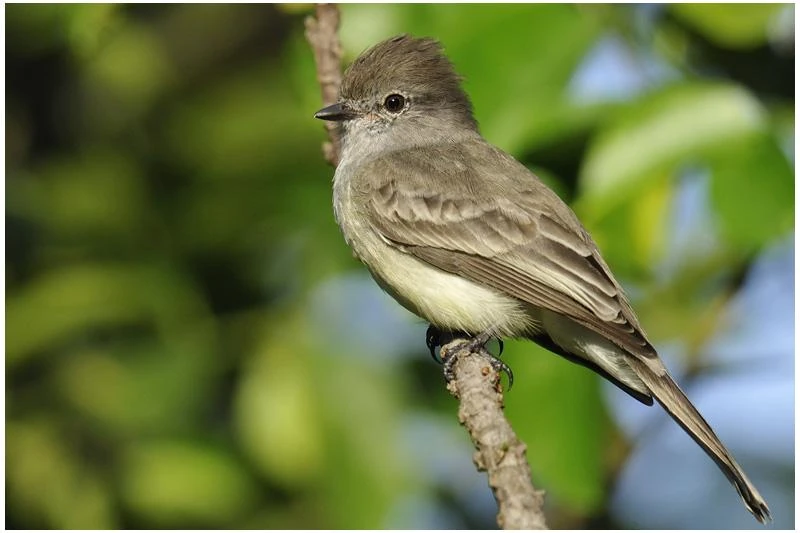 Northern Scrub Flycatcher | Animal Database | Fandom