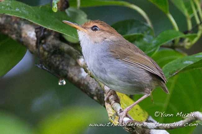 Russet-capped Tesia | Animal Database | Fandom