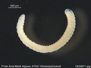 Lumbricillus lineatus | Animal Database | Fandom