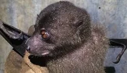Guadalcanal Monkey-faced Bat | Animal Database | Fandom