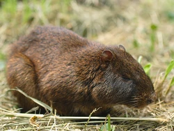 Jamaican Coney | Animal Database | Fandom