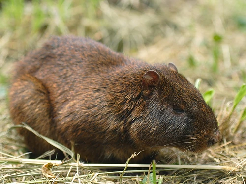 Jamaican Coney | Animal Database | Fandom