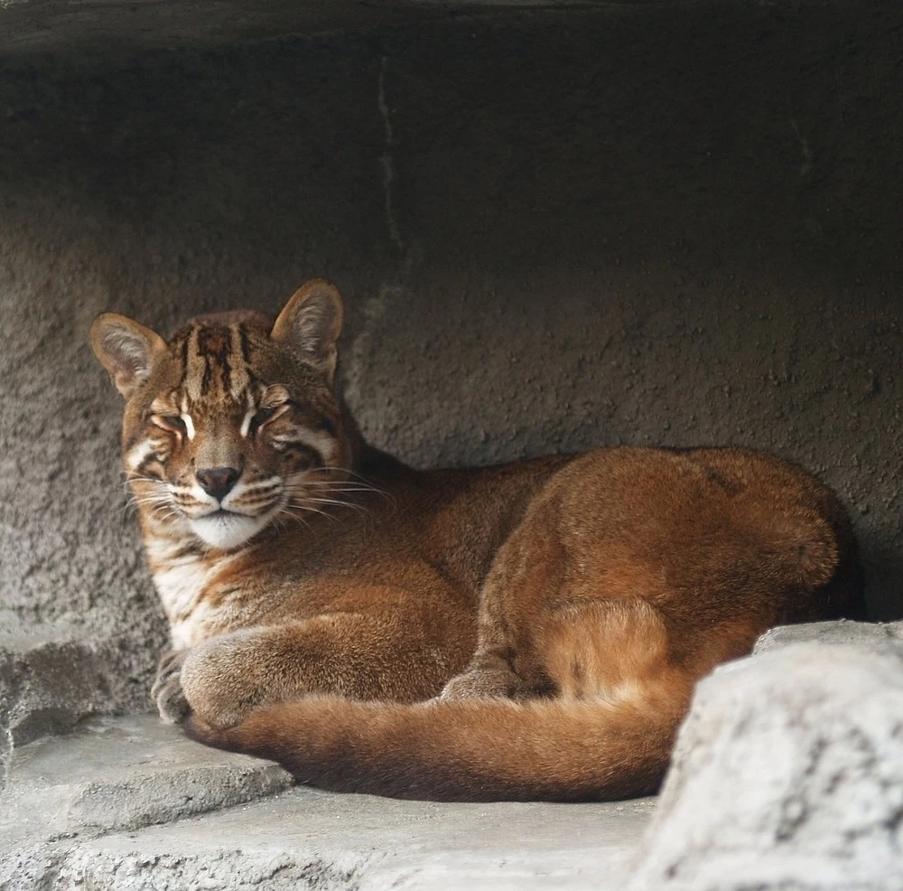 Asian Golden Cat | Animal Database | Fandom