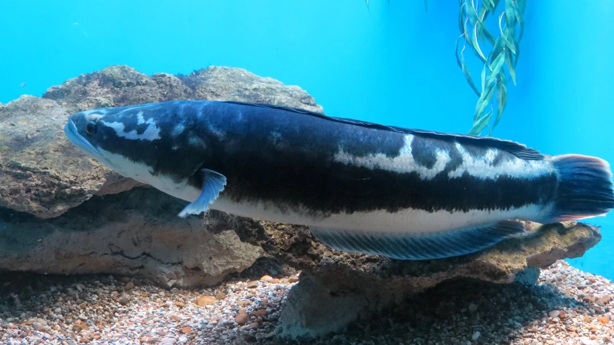 Giant Snakehead | Animal Database | Fandom