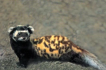 Marbled Polecat | Animal Database | Fandom