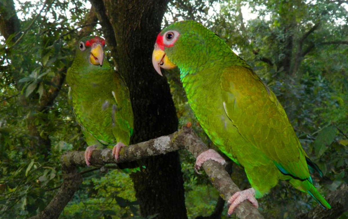 Blue-winged Amazon | Animal Database | Fandom