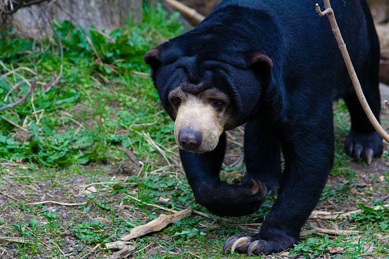 Sun Bear | Animal Database | Fandom