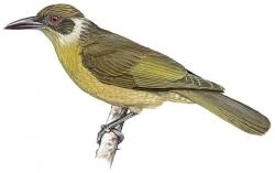 Grey-collared Oriole | Animal Database | Fandom