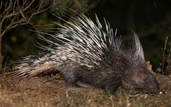 Malayan Porcupine | Animal Database | Fandom