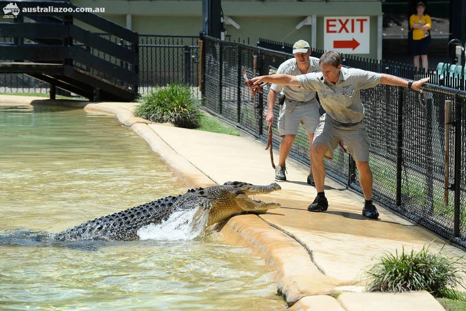 Graham | Animal Database | Fandom