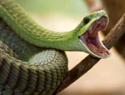 Snake | Animal Database | Fandom