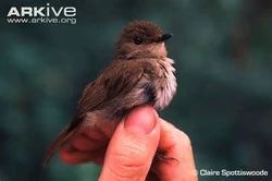 Gabela Akalat | Animal Database | Fandom