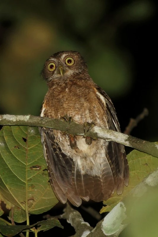 Mindoro Hawk-owl | Animal Database | Fandom