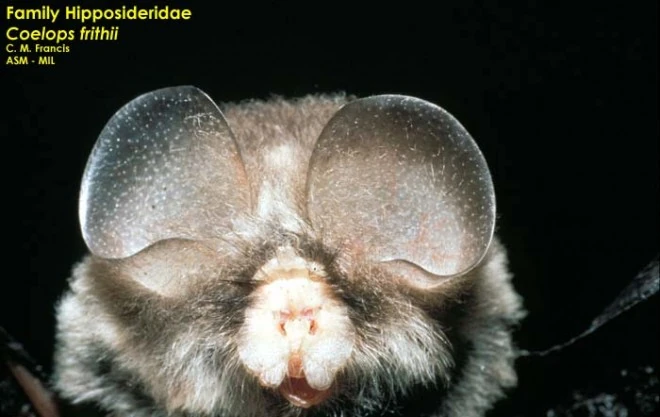 East Asian Tailless Leaf-nosed Bat | Animal Database | Fandom