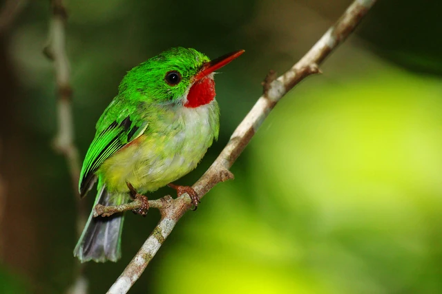 Jamaican Tody | Animal Database | Fandom