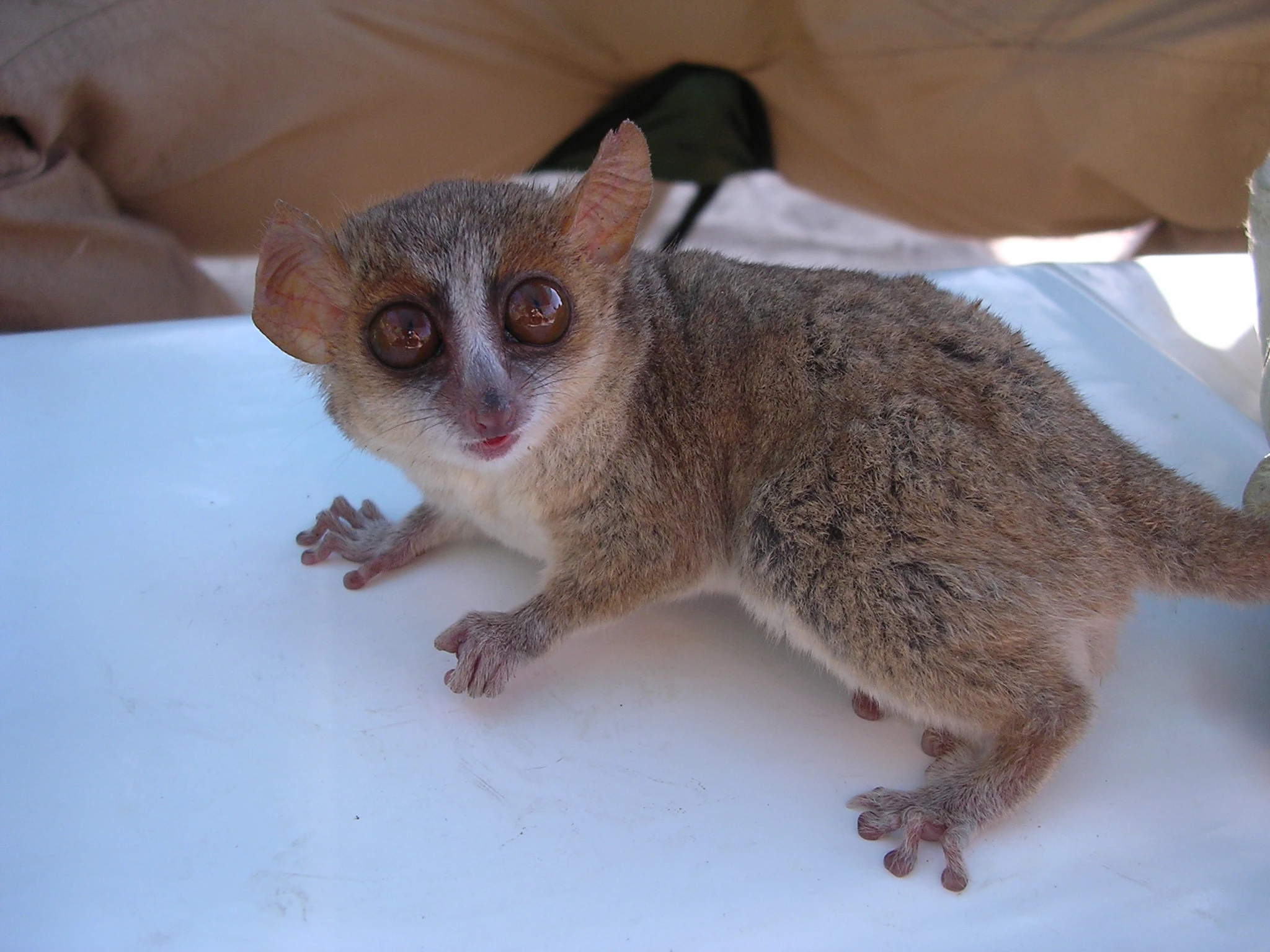 Bongolava Mouse Lemur