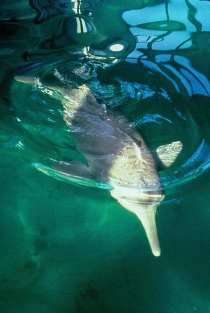 Baiji | Animal Database | Fandom