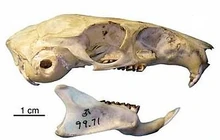 Laotian Rock Rat | Animal Database | Fandom