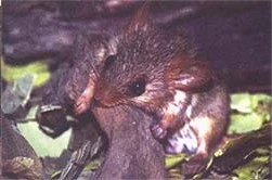 Cerrado Red-nosed Mouse | Animal Database | Fandom