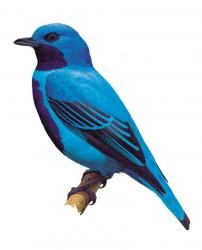 Blue Cotinga | Animal Database | Fandom