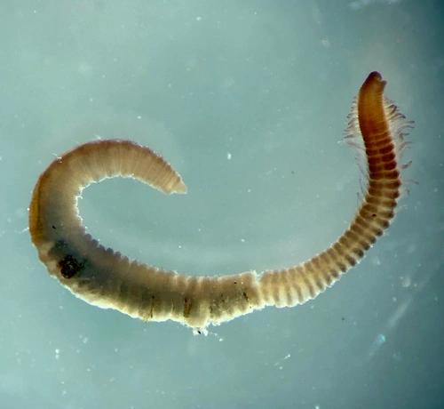 Branchiura sowerbyi | Animal Database | Fandom