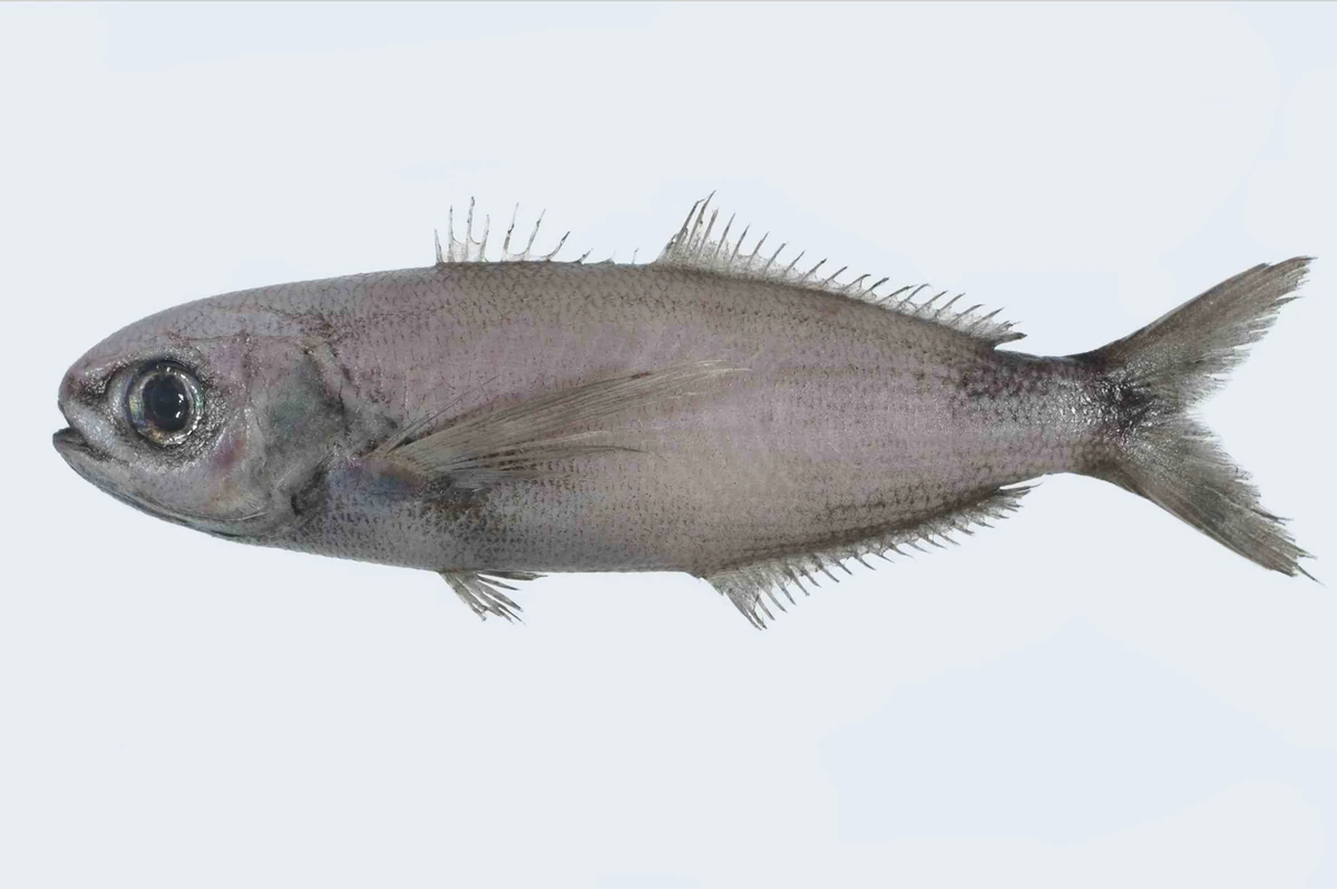 Blue Fathead | Animal Database | Fandom