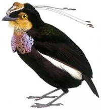 Queen Carola's Parotia | Animal Database | Fandom