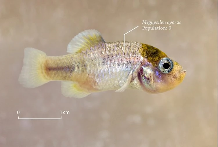 Catarina Pupfish | Animal Database | Fandom