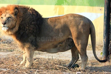 Sultan Barbary Lion