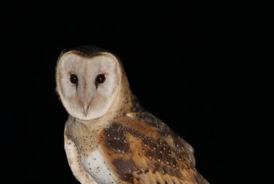 Minahassa Barn Owl