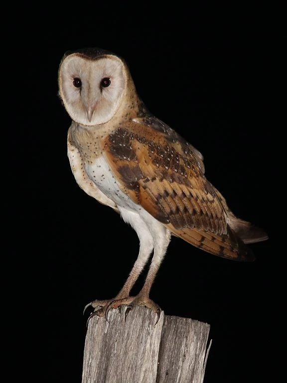 Eastern Grass Owl | Animal Database | Fandom