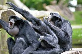 Siamang | Animal Database | Fandom