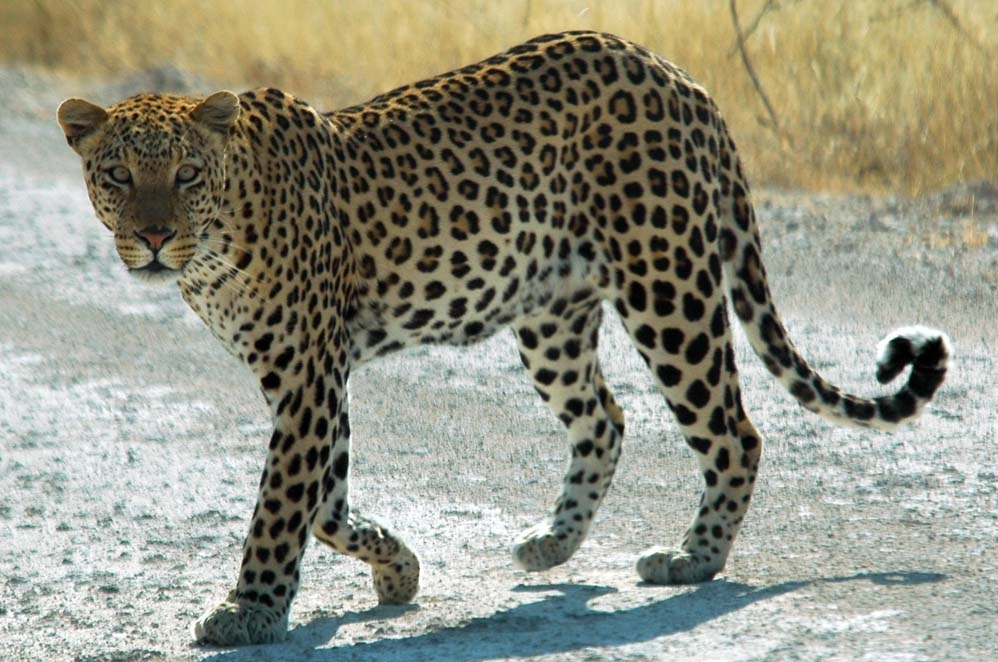 Arabian Leopard | Animal Database | Fandom