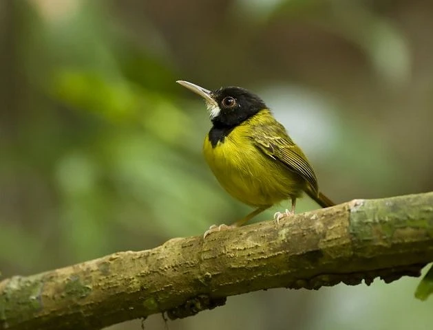 Yellow-breasted Tailorbird | Animal Database | Fandom