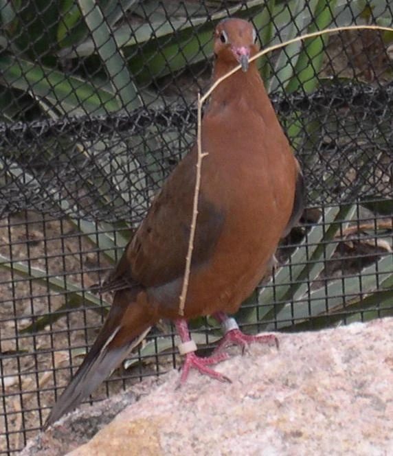Socorro Dove | Animal Database | Fandom