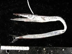 North Pacific Daggertooth | Animal Database | Fandom