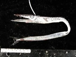 Anotopterus | Animal Database | Fandom