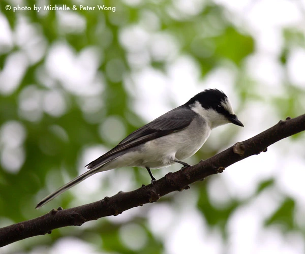 Ashy Minivet | Animal Database | Fandom