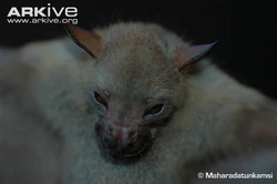 Javan Tailless Fruit Bat | Animal Database | Fandom